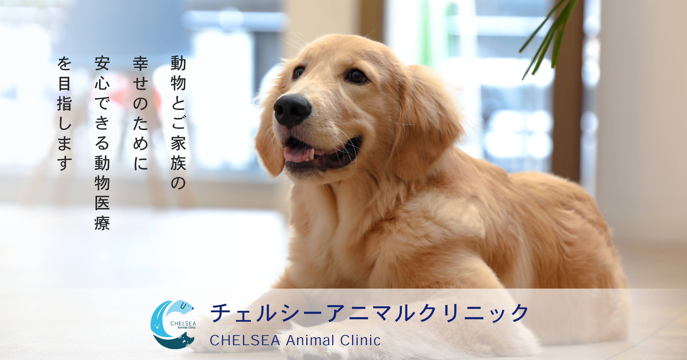 富山市の動物病院／チェルシーアニマルクリニック